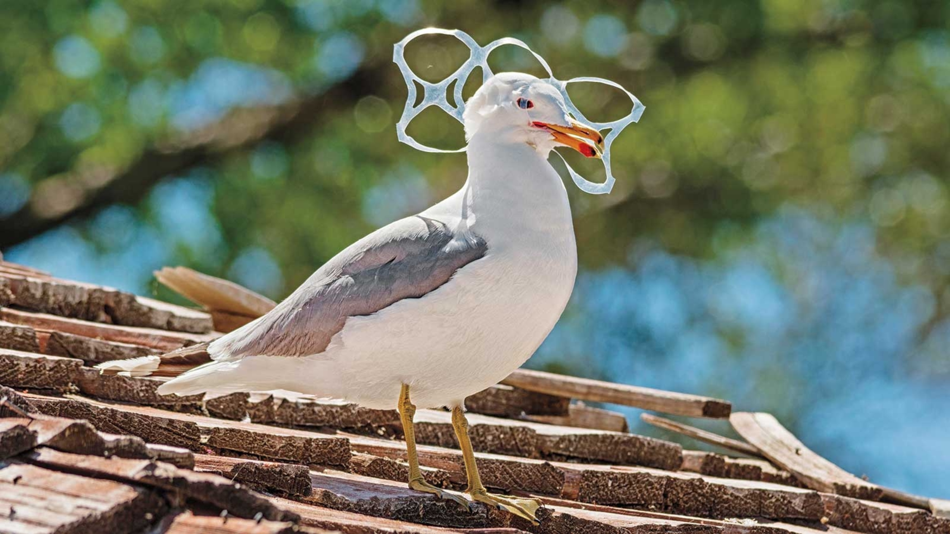 6 things you can do to help birds