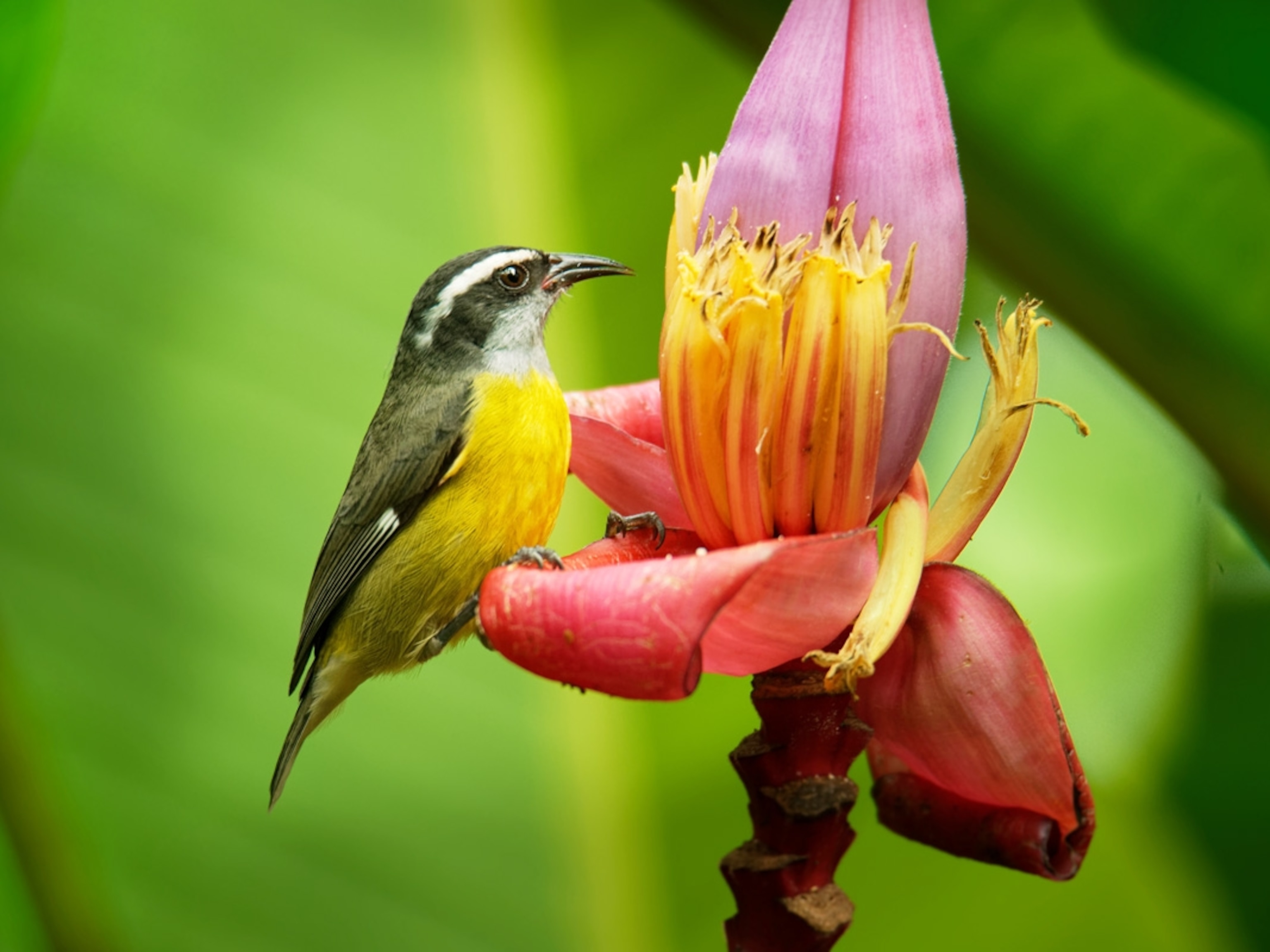 British Virgin Islands National Flower | Best Flower Site