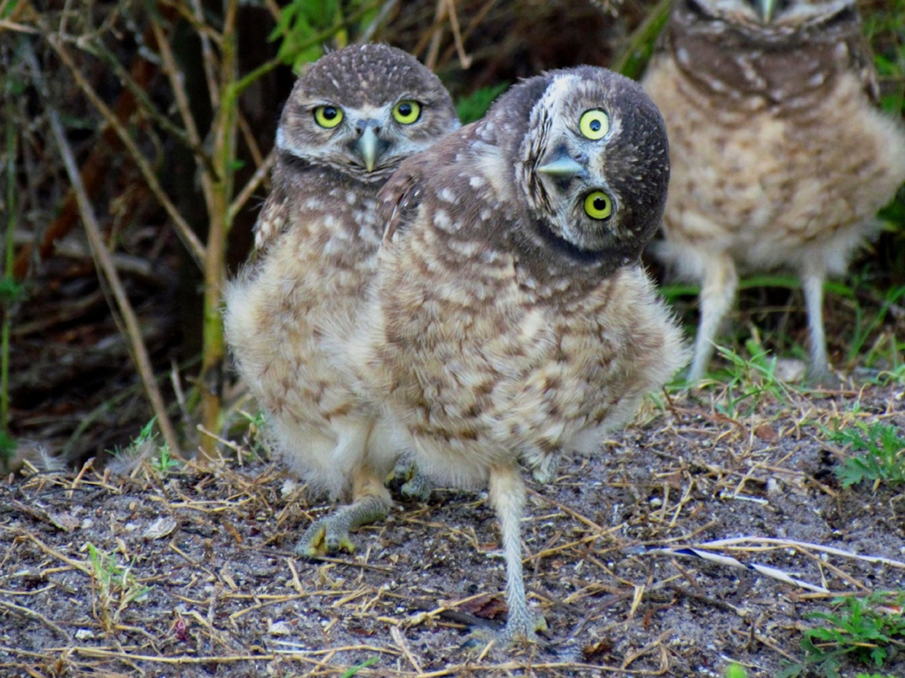 Identify Fun Facts About Birds Nat Geo Kids Birds National Geographic
