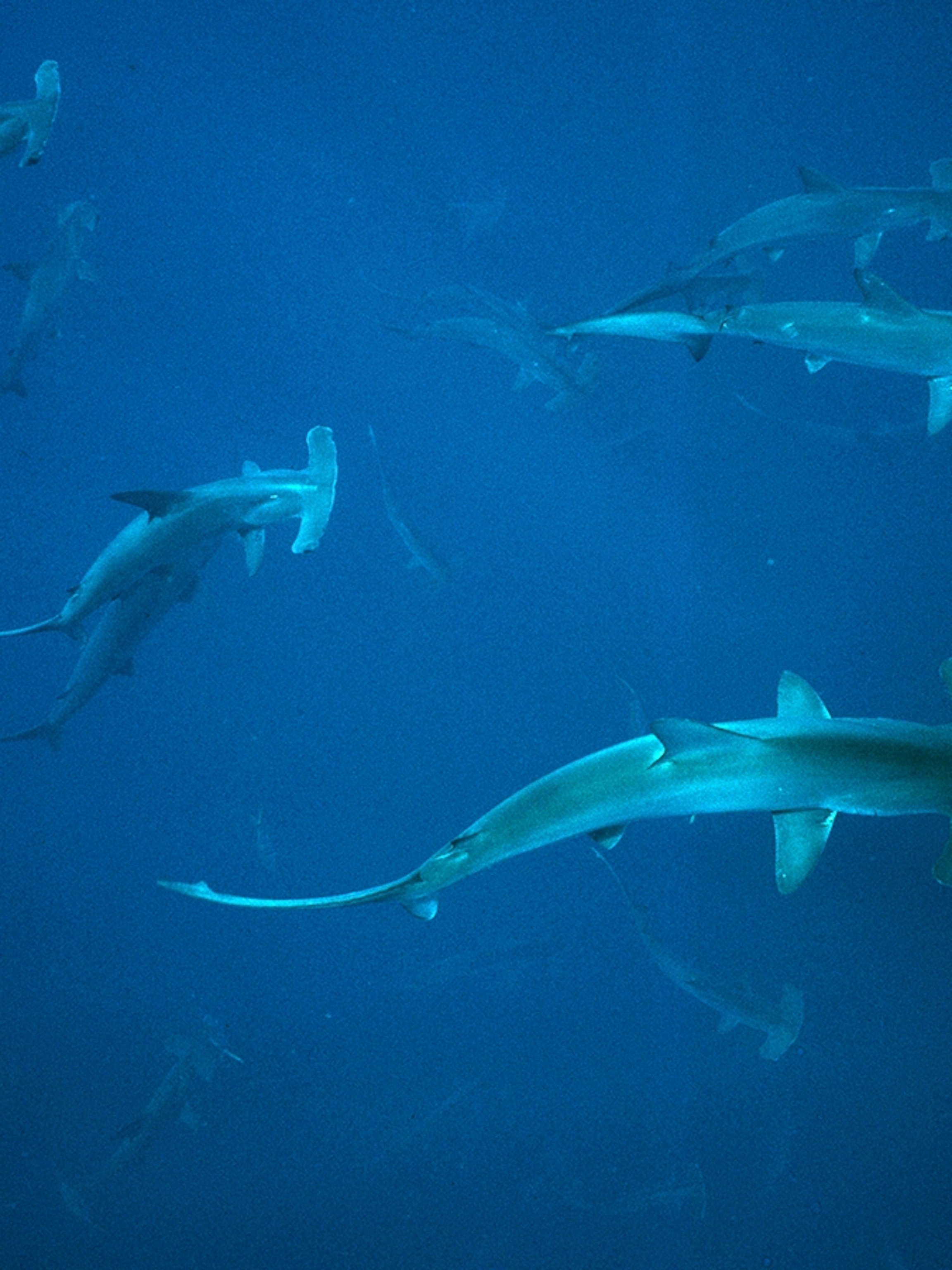 Hammerhead Shark Lay Eggs