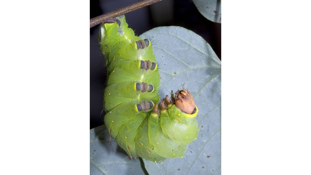 Giant Moth Caterpillar