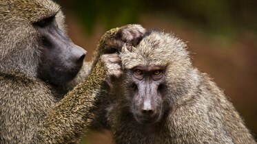 Wacky Weekend: African Animals | National Geographic Kids