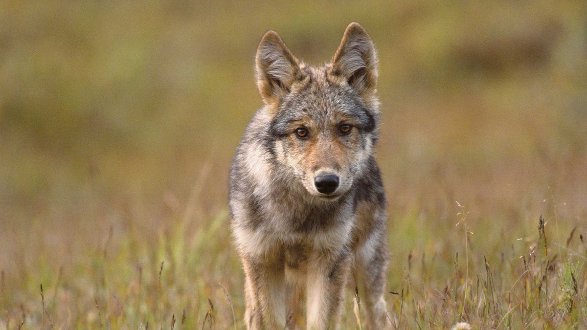 Save animals | National Geographic Kids