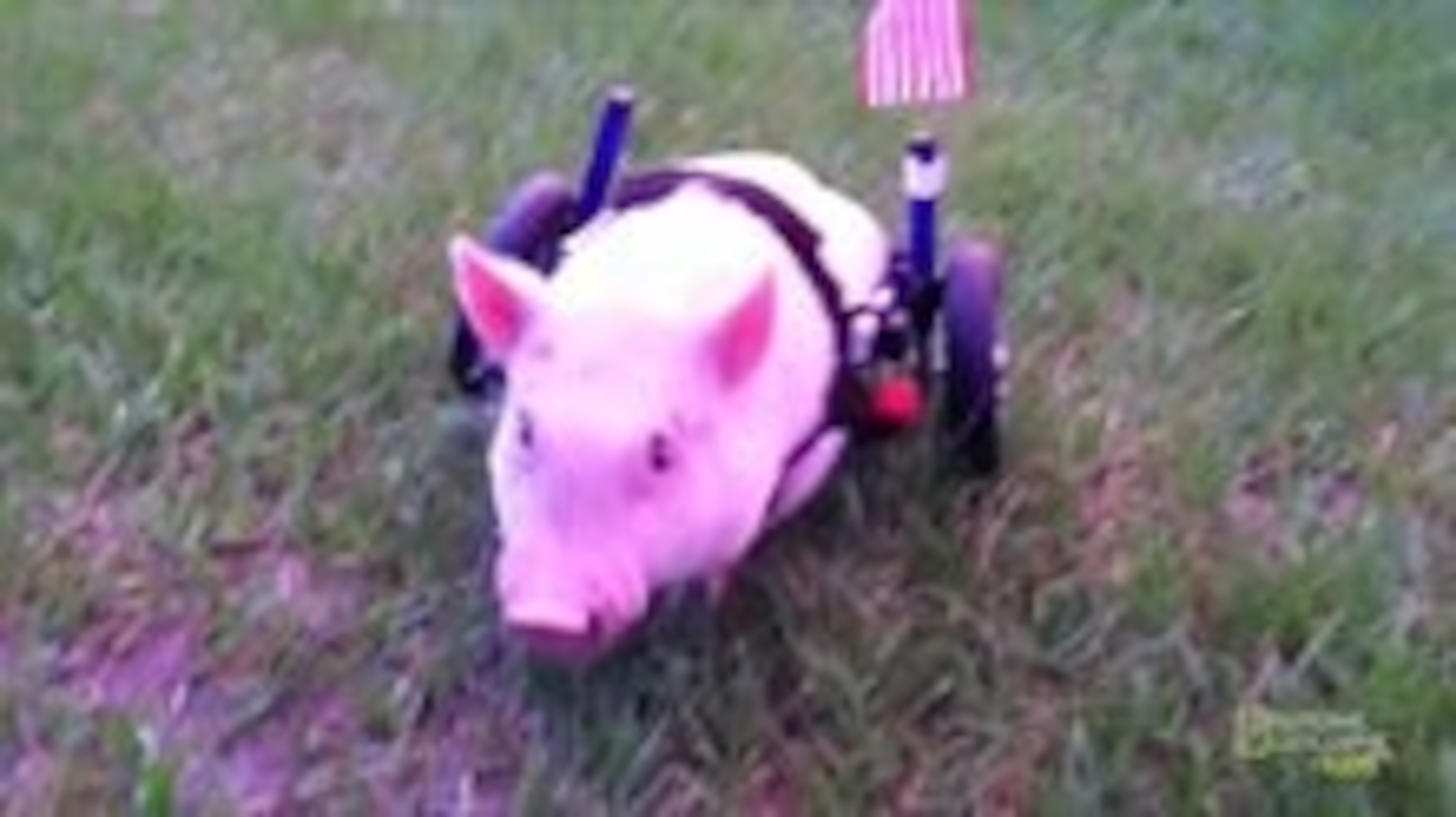Piglet In Wheelchair