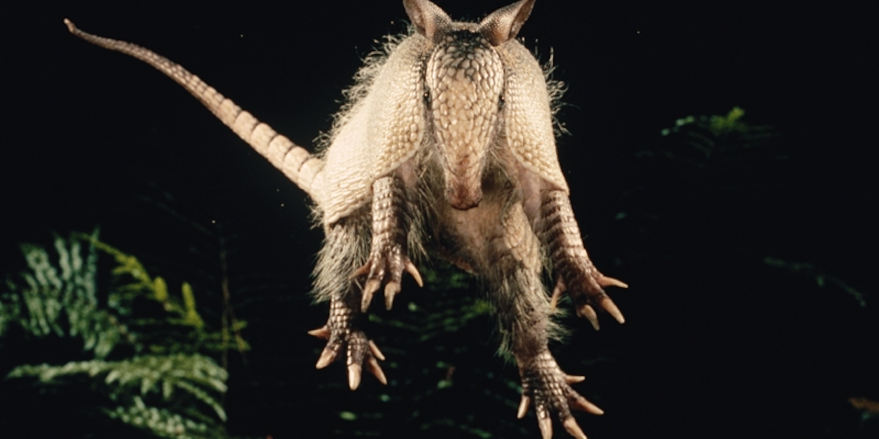 Armadillo Rolled Into Ball