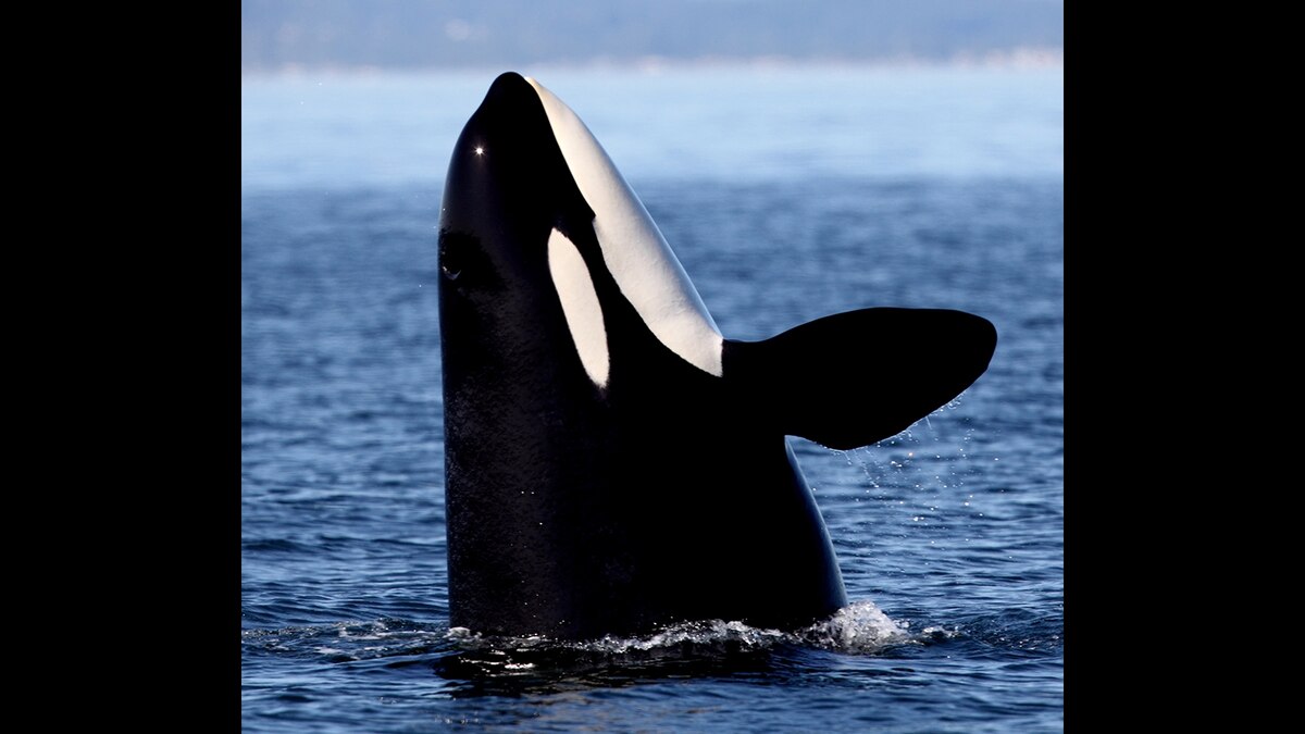 Orca