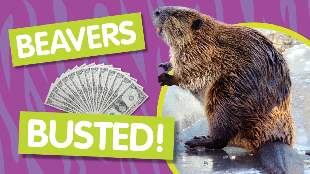 Amazing Animals: Beavers Busted!