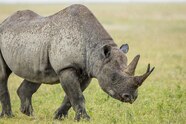 Black Rhino Facts List Of Black Rhinos JULAL Black Rhino Facts List Of Black Rhinos JULAL