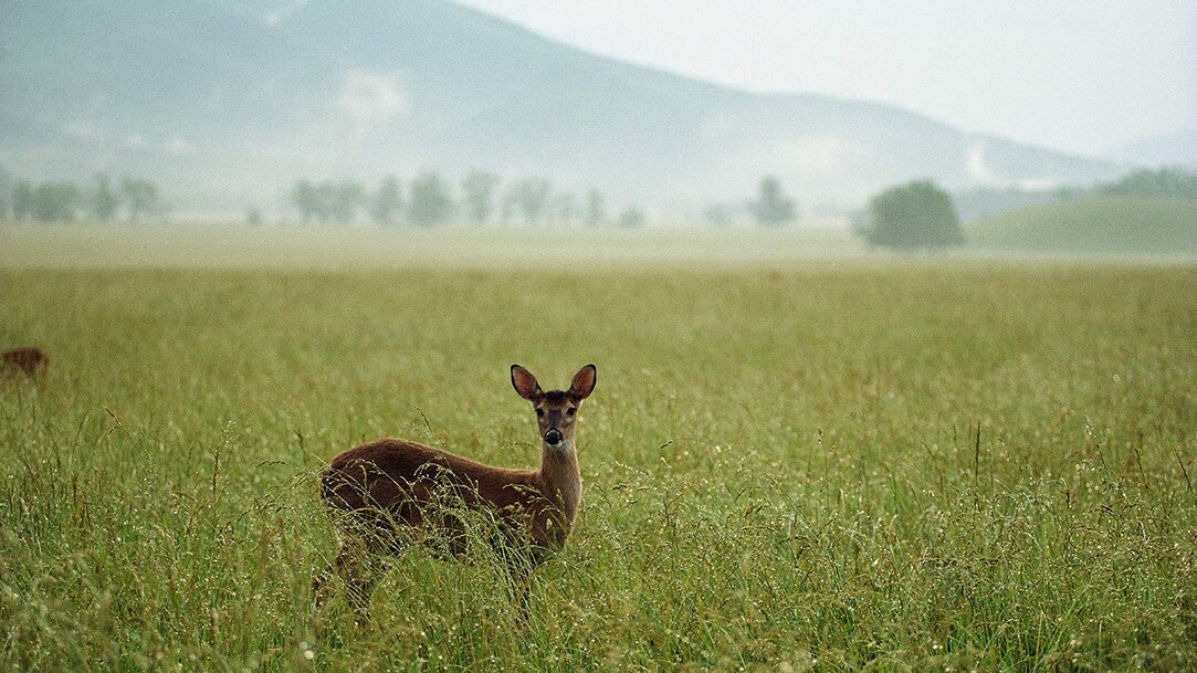 Grassland Habitats Western Working Lands Snapshot | Grasslands