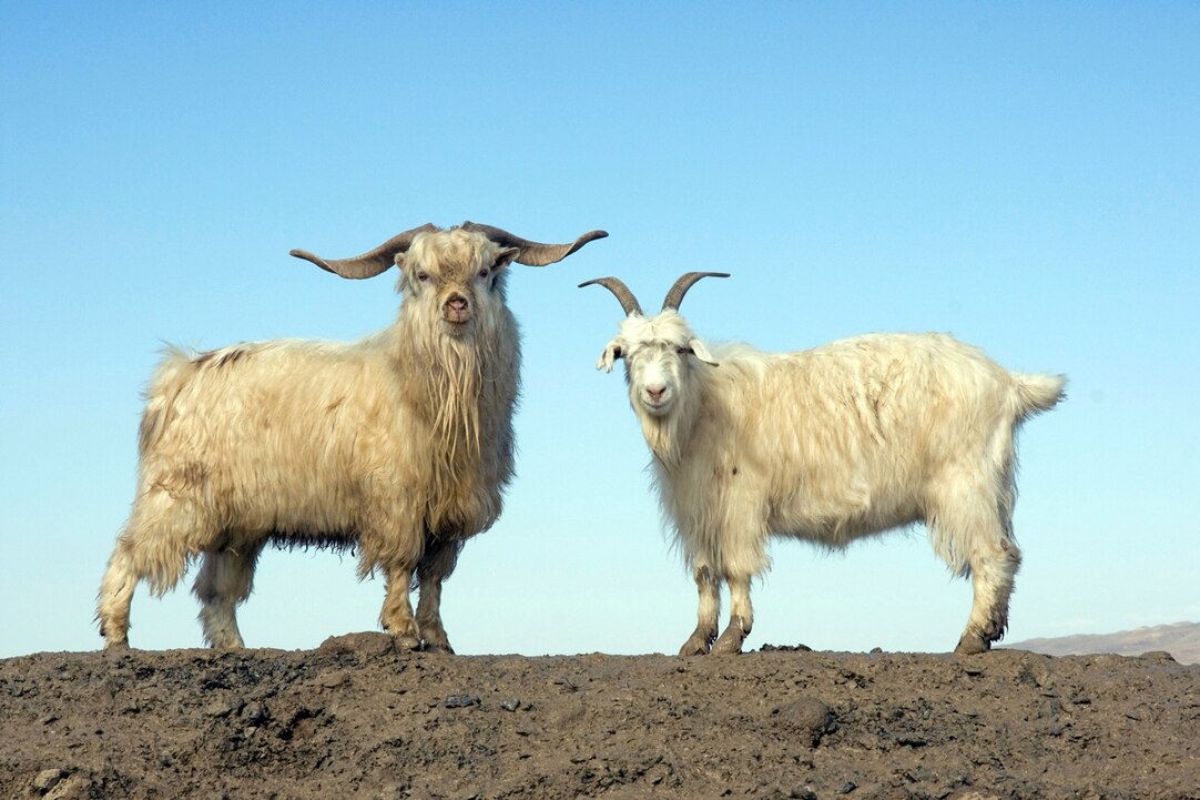 Animals Born In January