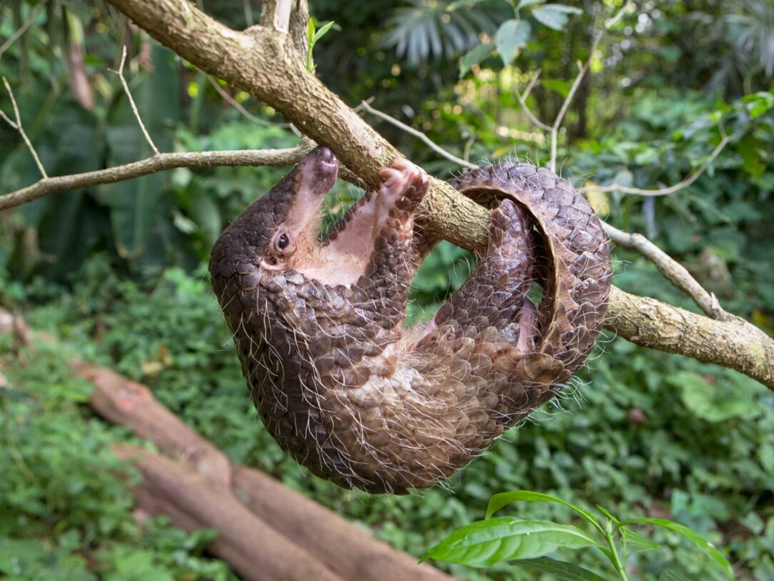 Jungles En Afrique Animaux