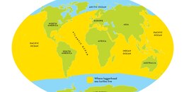 Where Do Turtles Habitat At Veronica Hiatt Blog