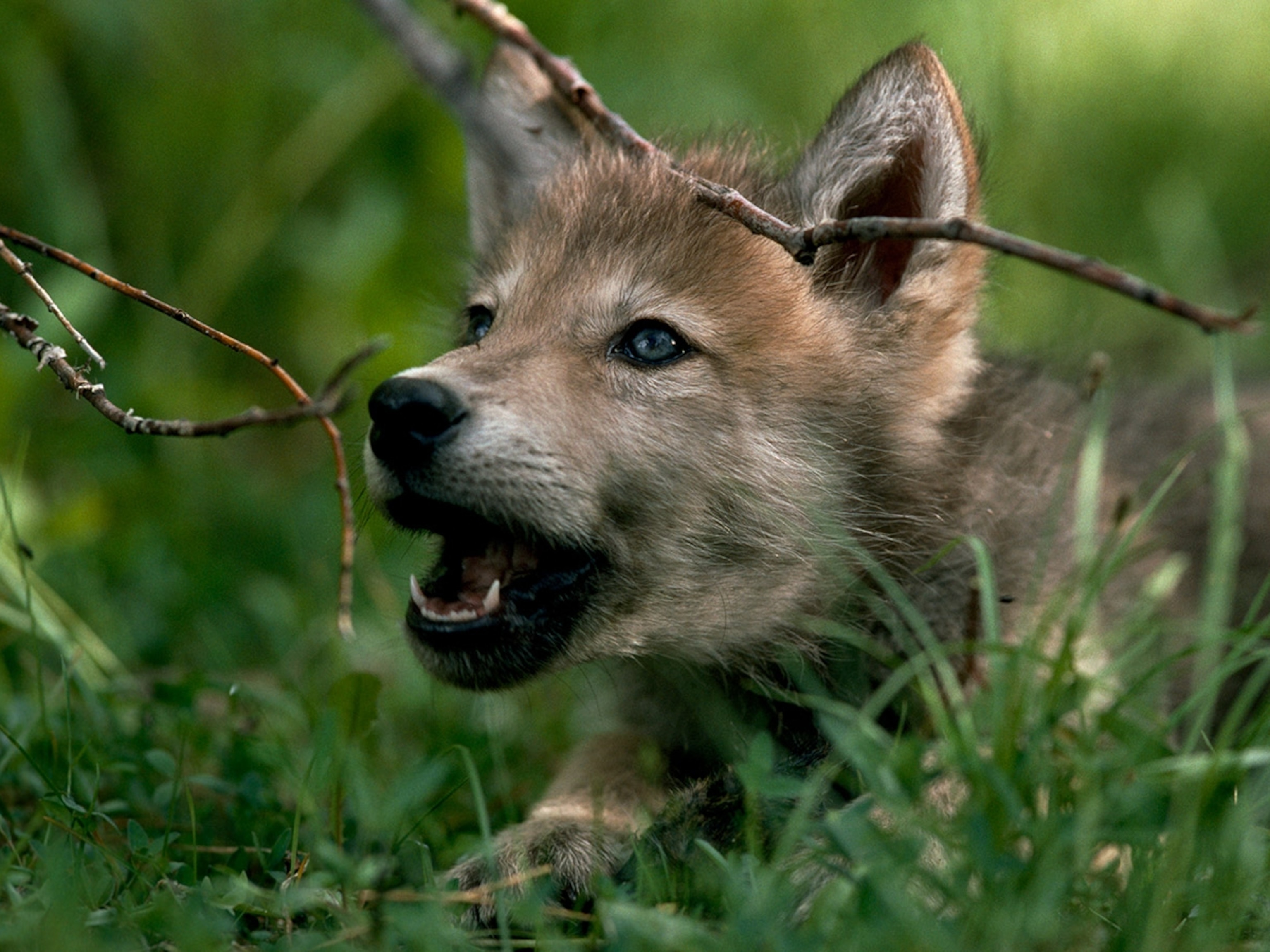 Black And Gray Wolf Pup