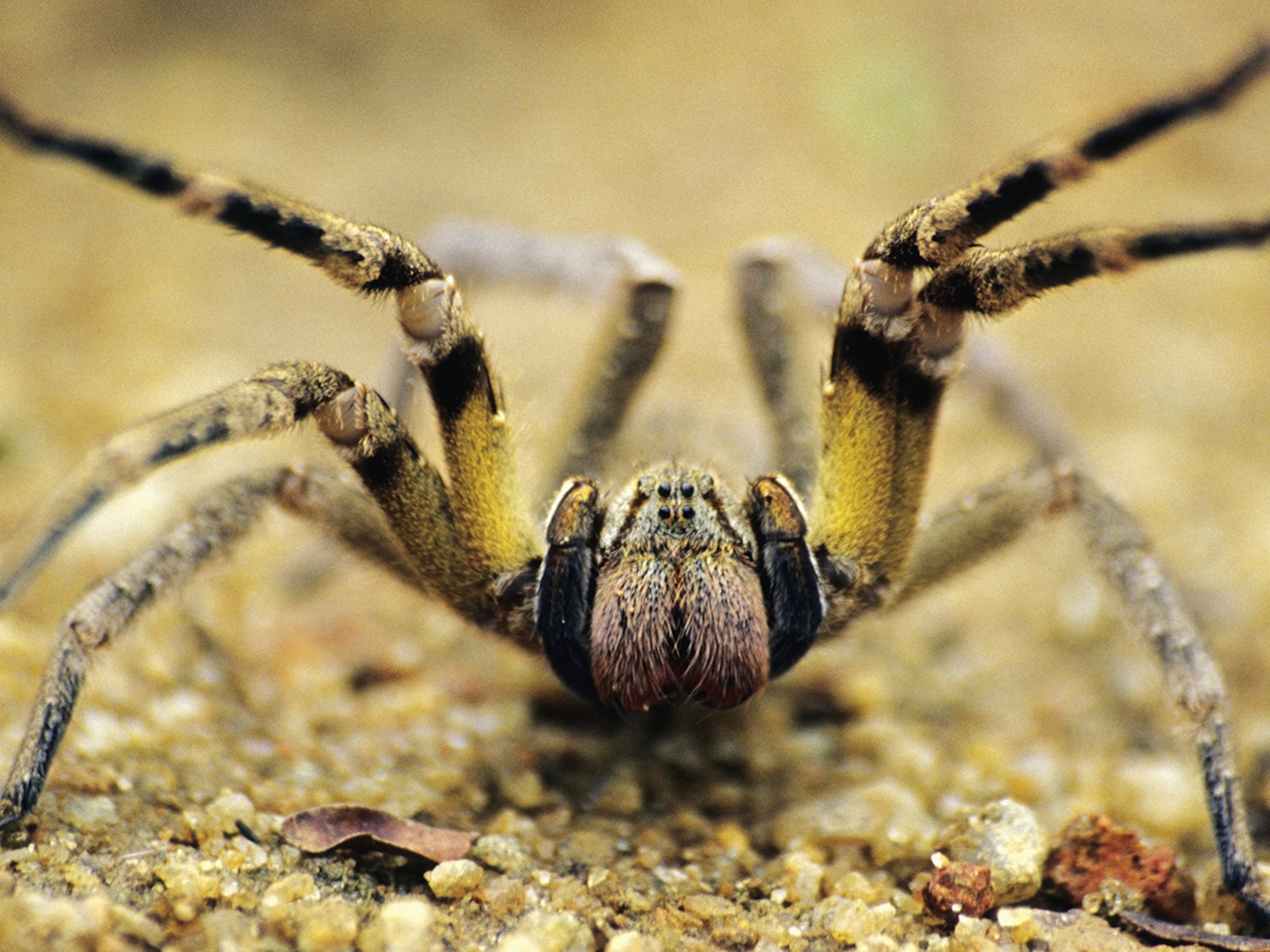 Most Deadly Creature On Earth The Most Dangerous Animals In The World
