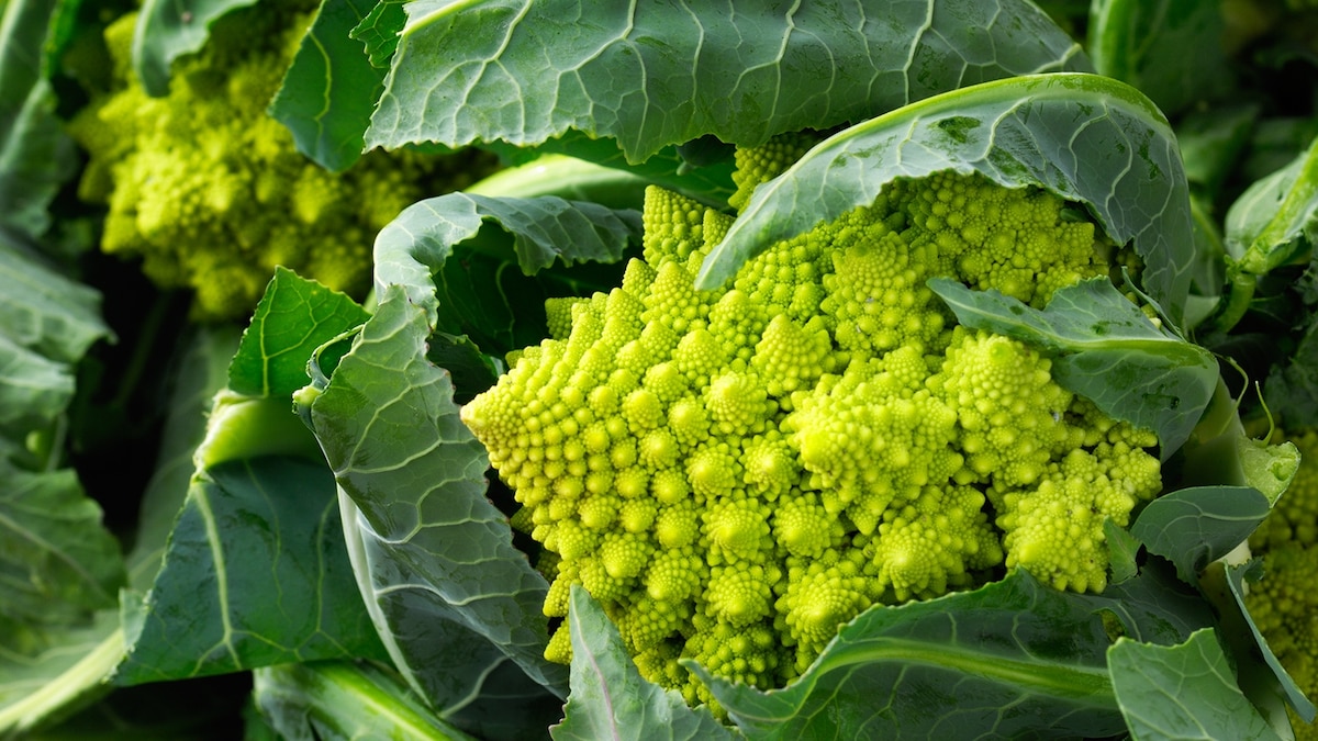 Wacky Weekend: Goofy Growers