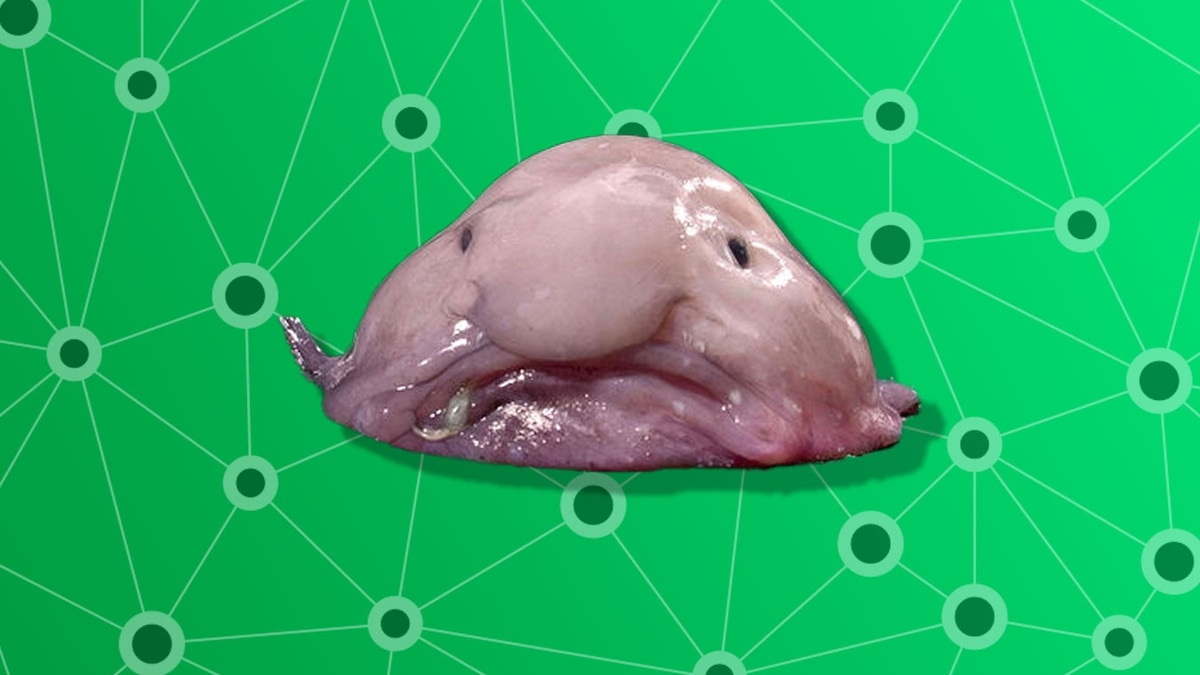 Which deep-sea dweller are you | National Geographic Kids