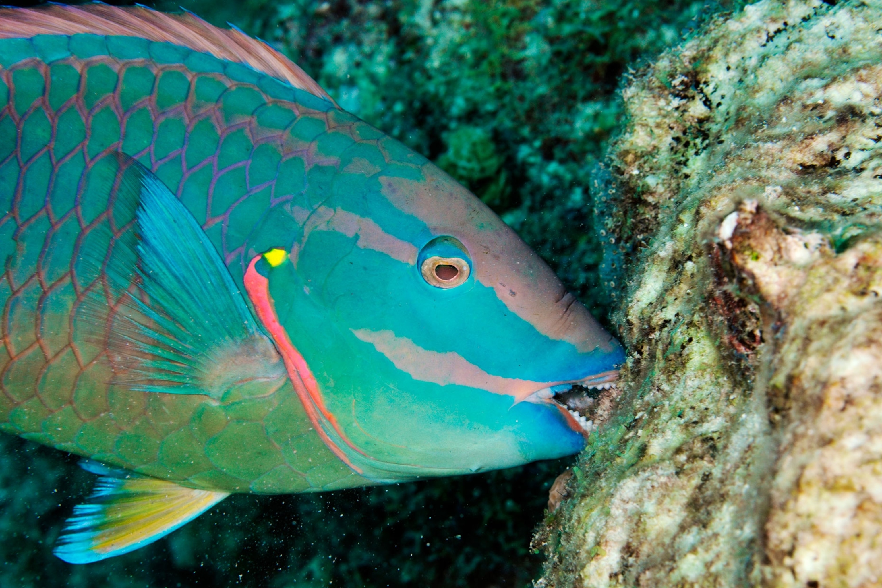 National Geographic Wallpaper Parrot Fish A Vast Coastline Dotted With