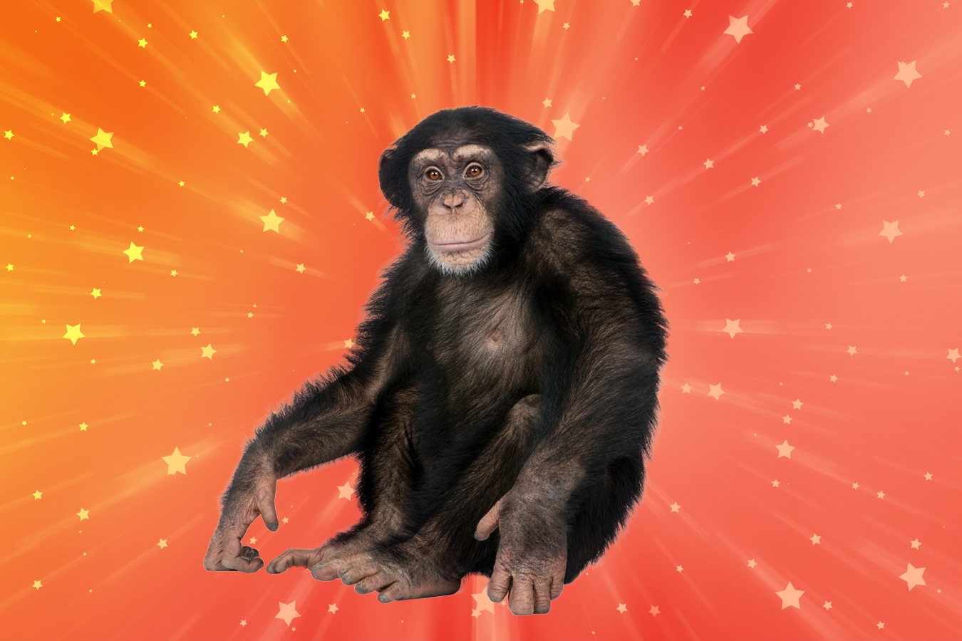 Great Apes Quiz Great Apes Quiz