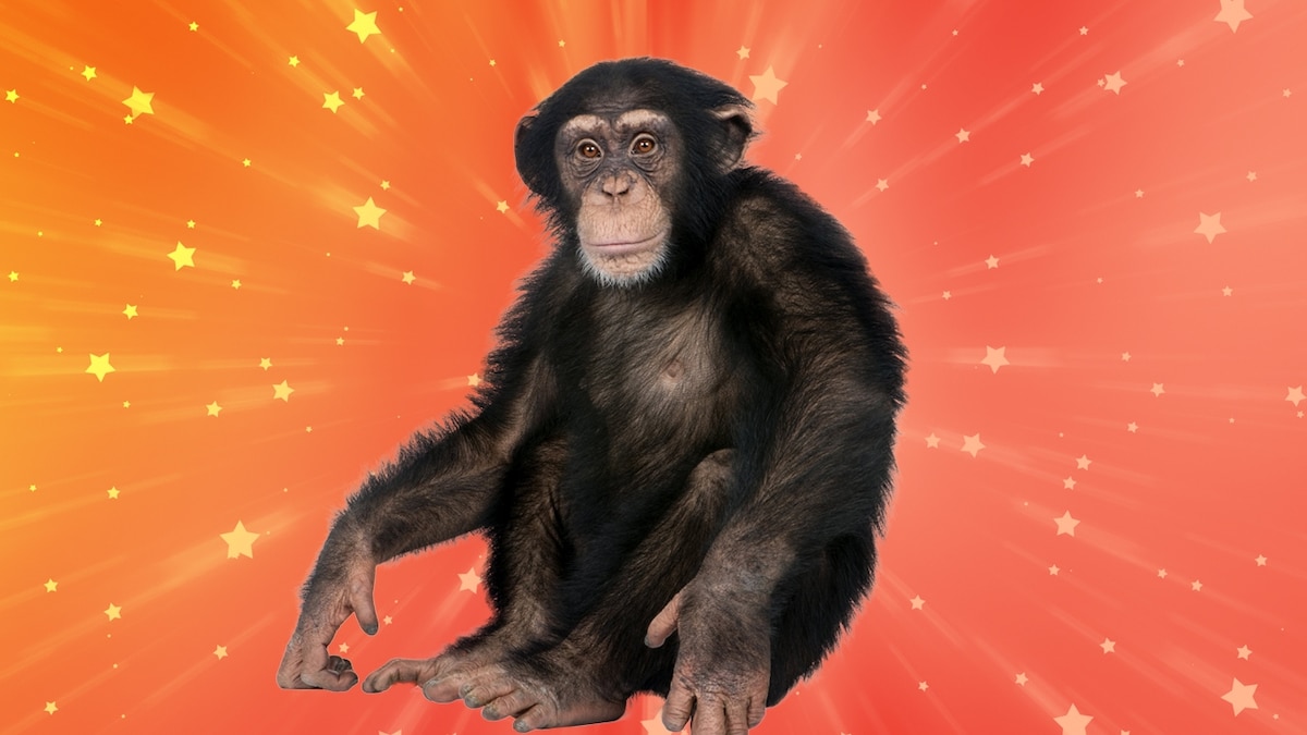 Great apes quiz | National Geographic Kids