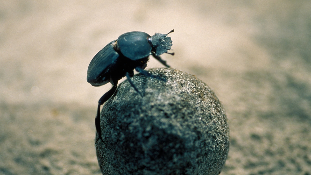 Dung Beetle | National Geographic Kids