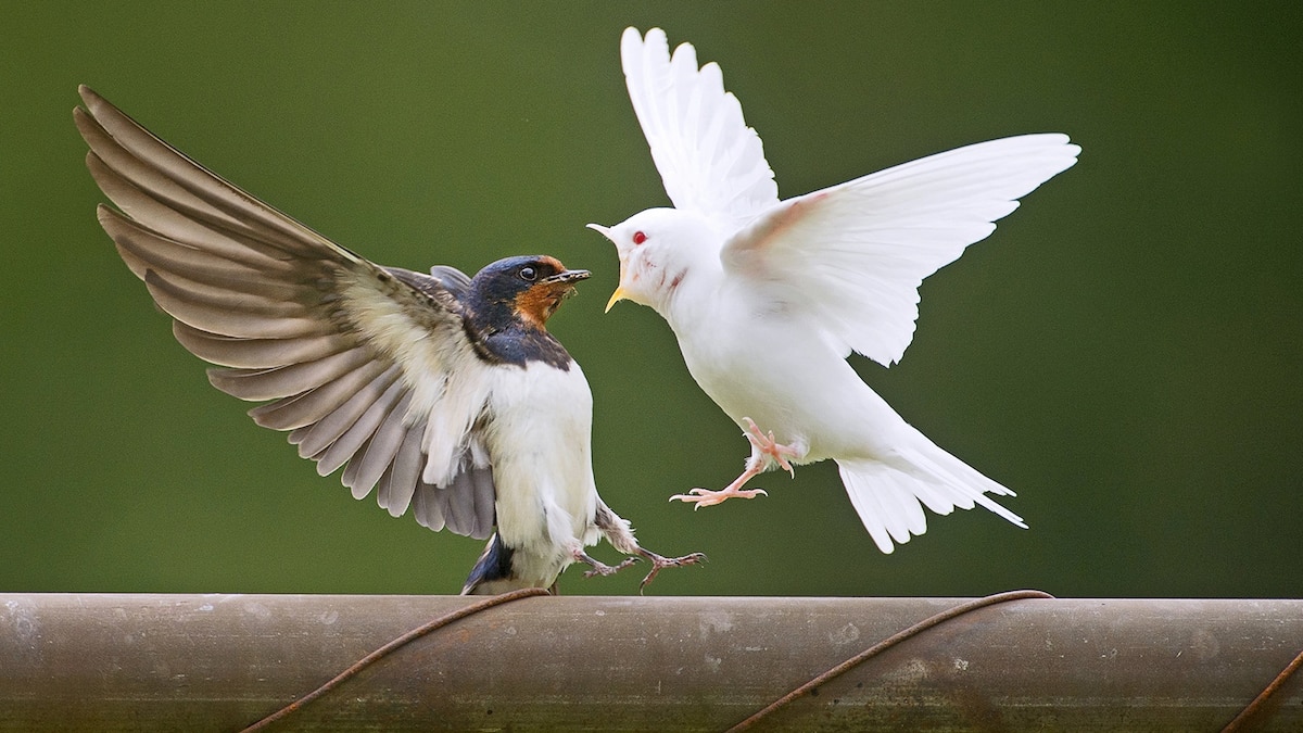Wacky Weekend: Ghostly Animals | National Geographic Kids