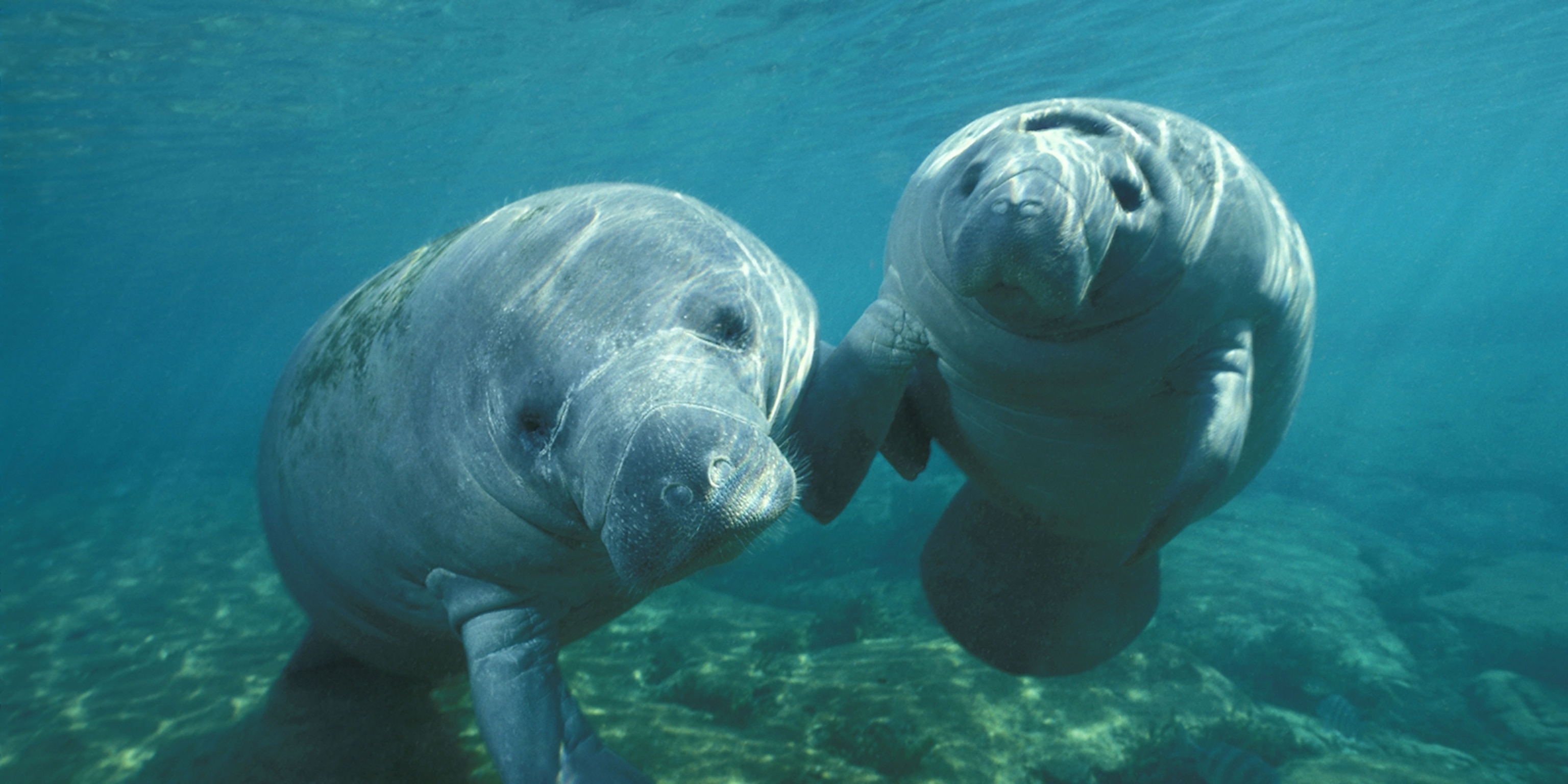 West Indian Manatee Eating
