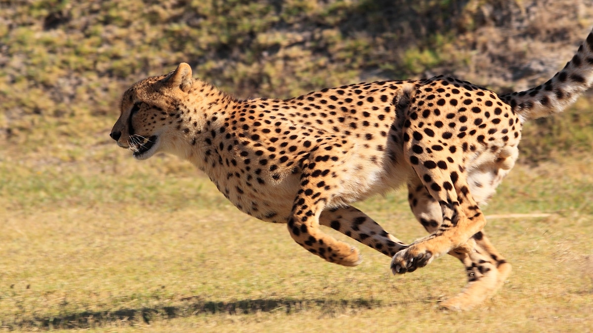 Animal Records | National Geographic Kids