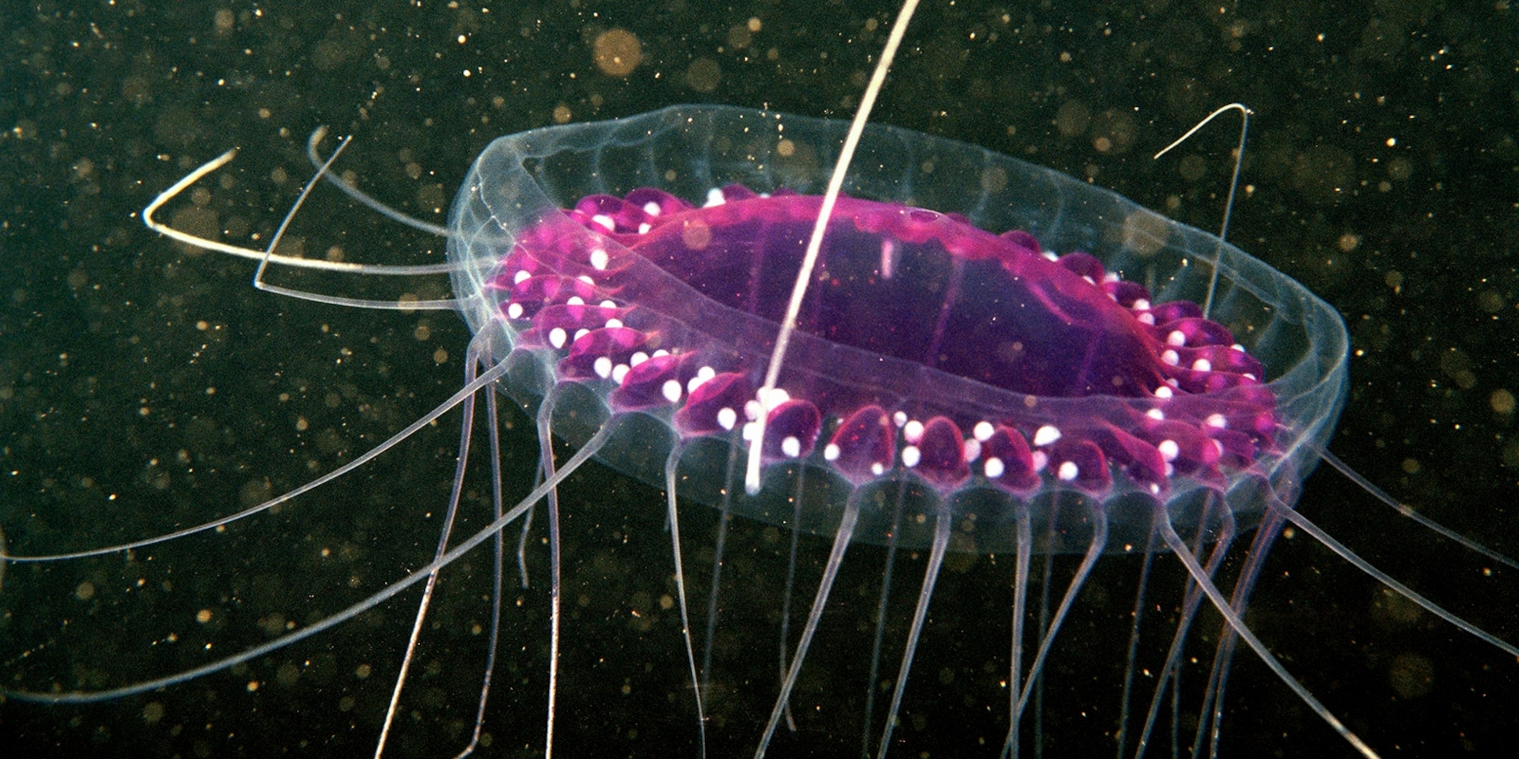Deep Water Jellyfish