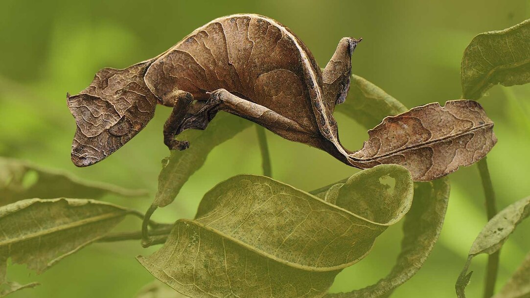 Camouflage Animals