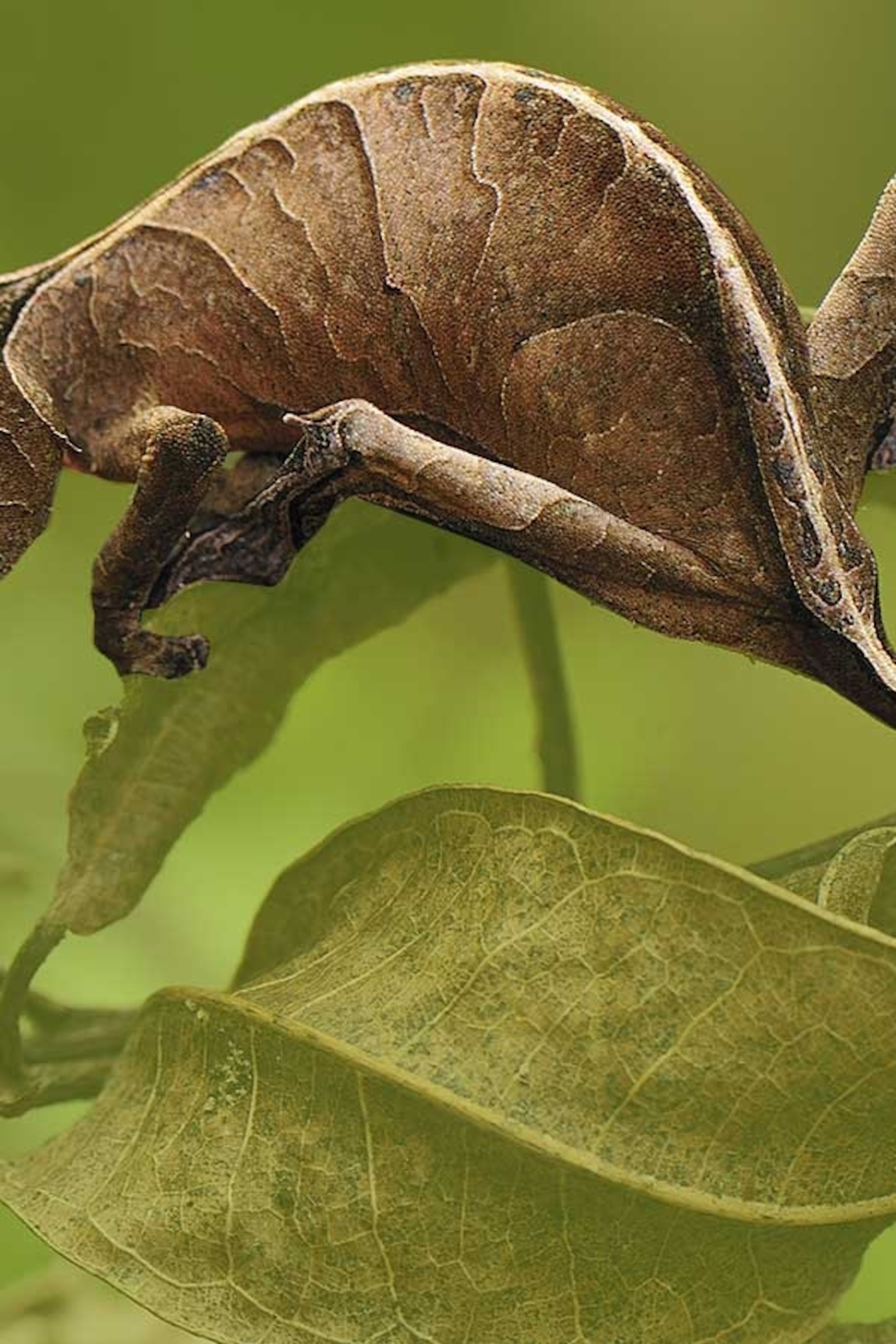Camouflage Animals For Kids