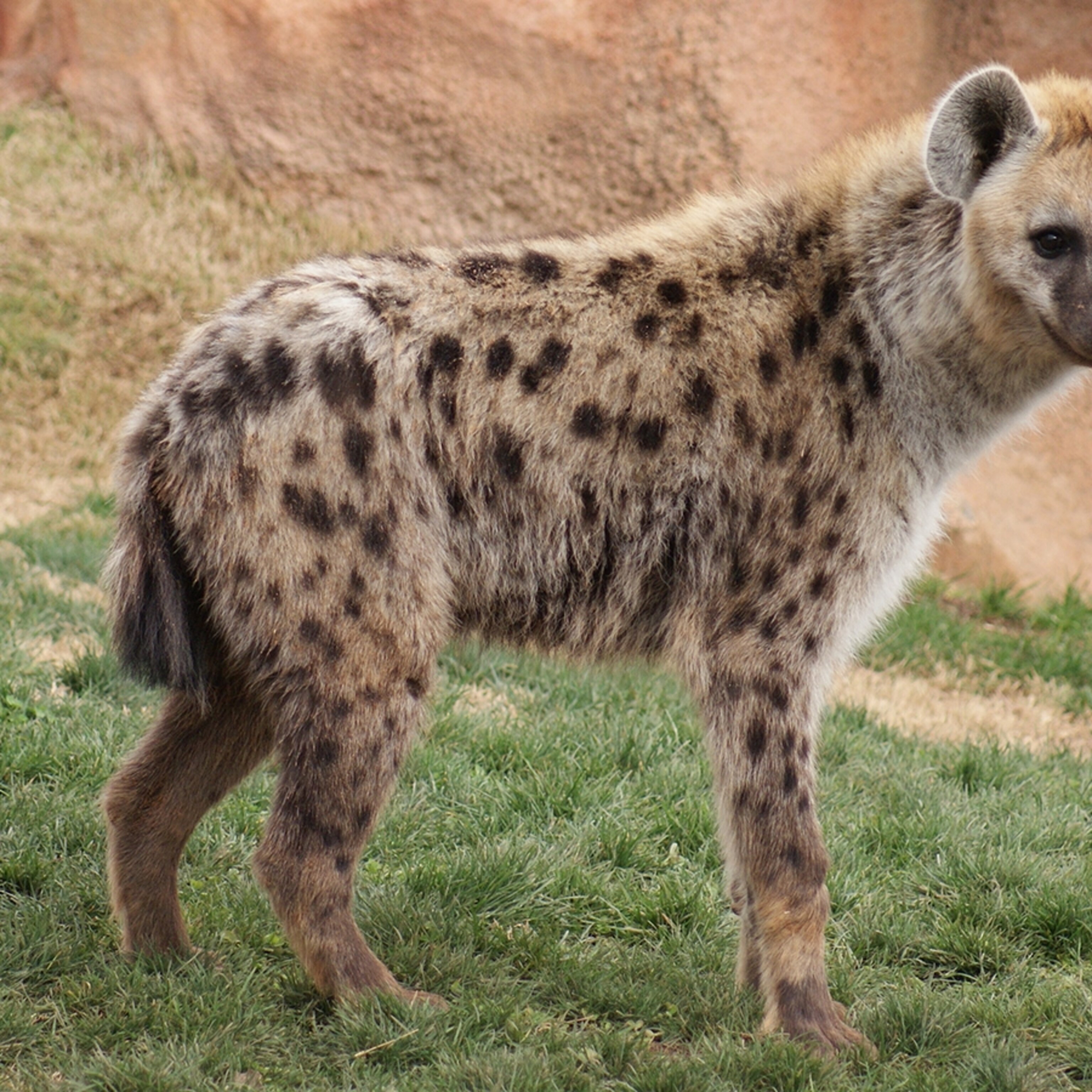 Baby Laughing Hyena