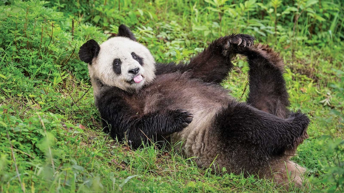 Comeback critter: Giant panda | National Geographic Kids