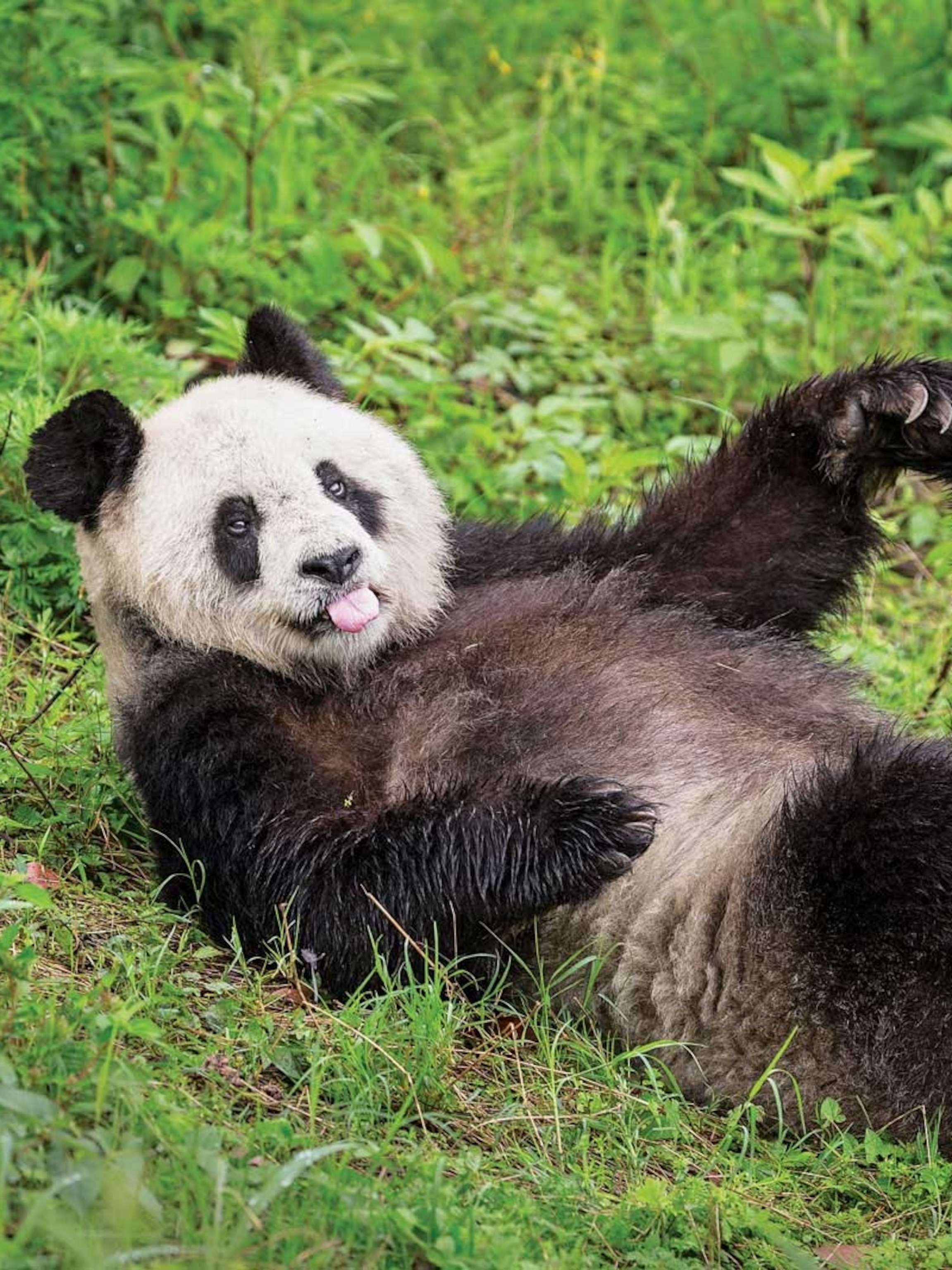 Can Chinas Giant Pandas Make A Comeback In The Wild
