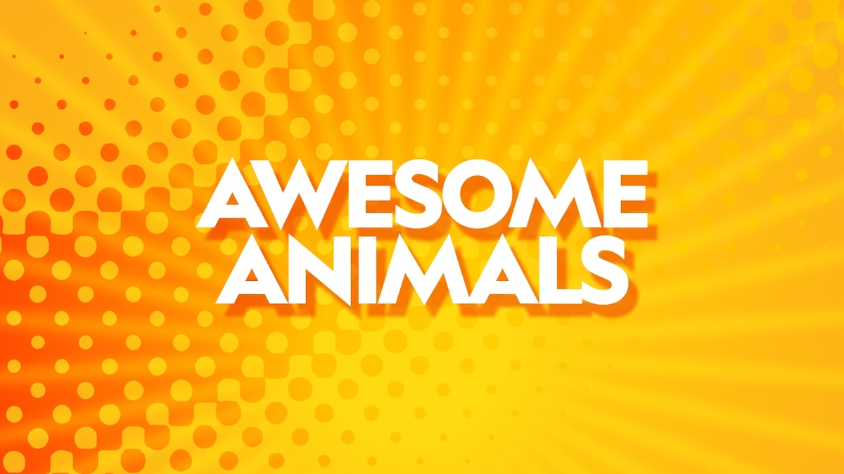 Awesome Animals | National Geographic Kids