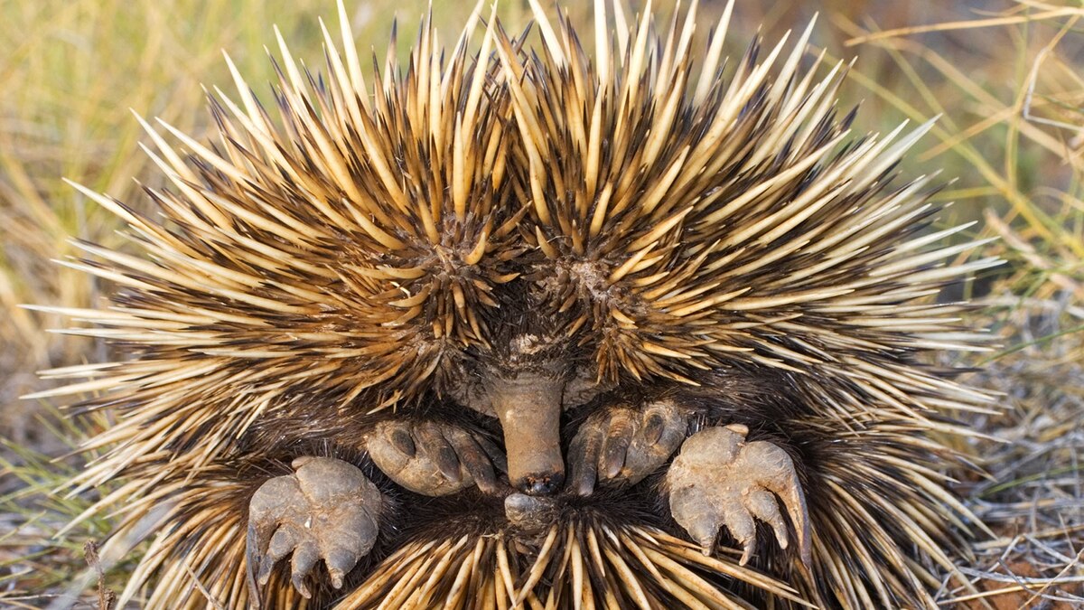 Wacky Weekend: Prickly Critters