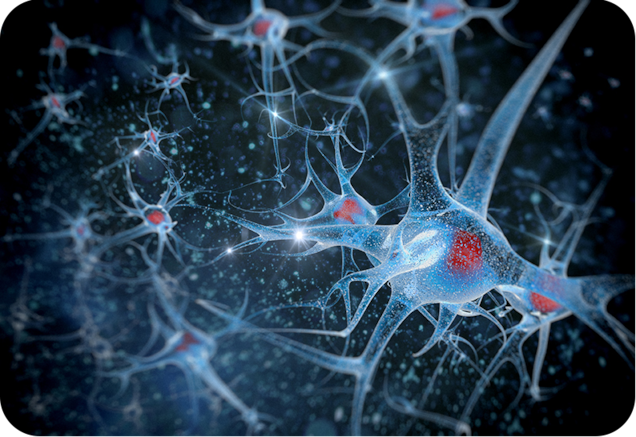 Real Neurons In The Brain