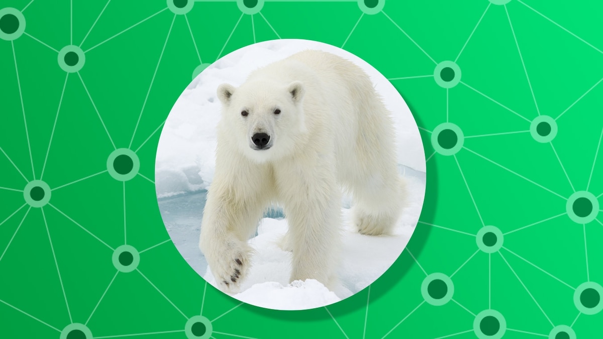 Threatened animal personality quiz | National Geographic Kids