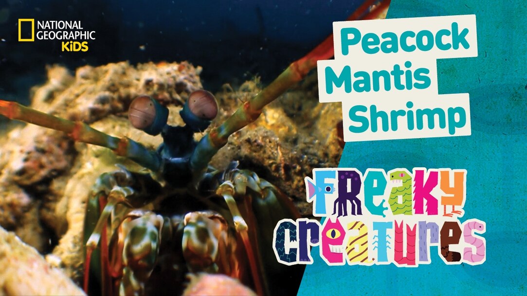 Peacock Mantis Shrimp Habitat