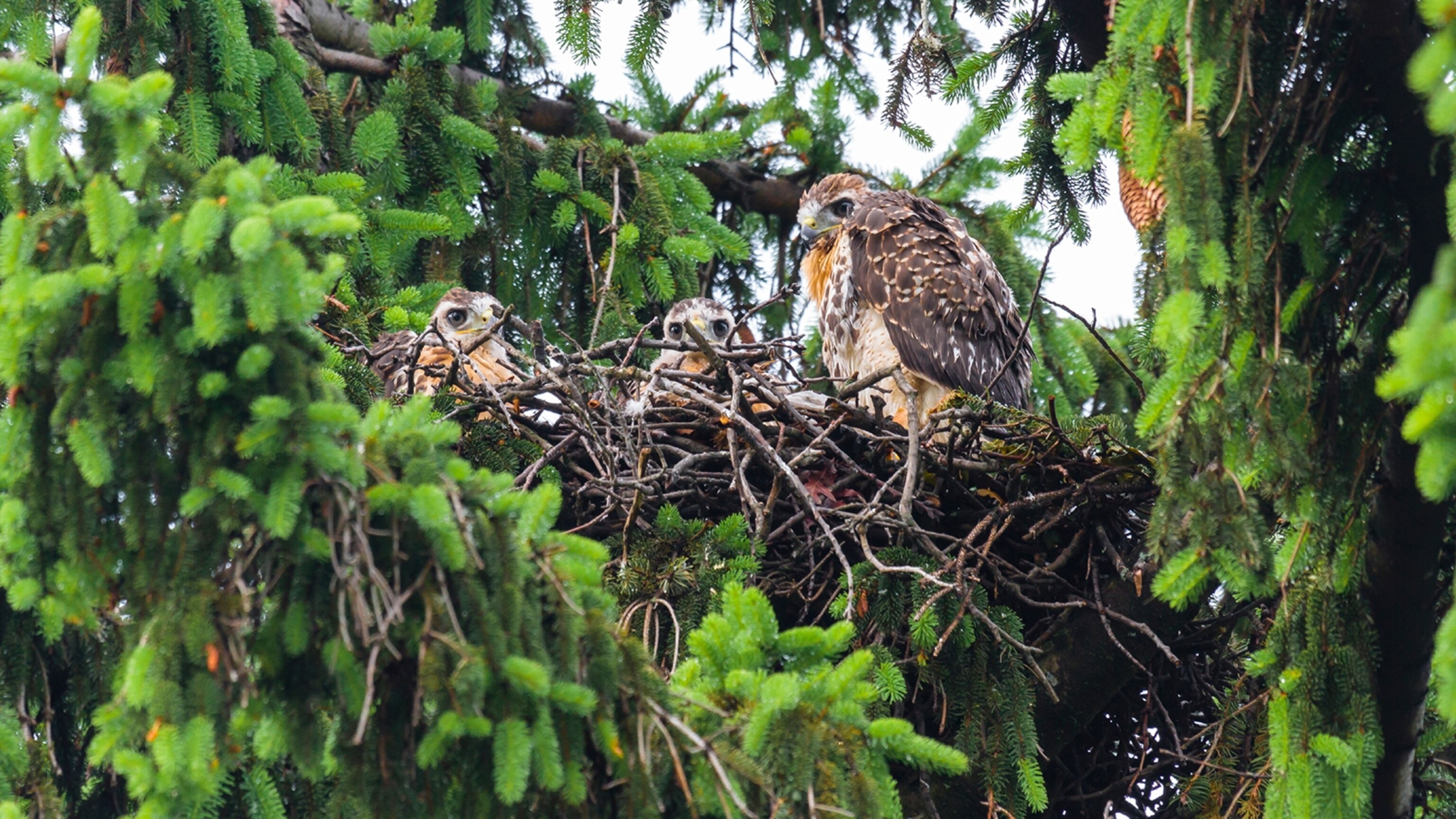 Red Tailed Hawk Facts Red Tailed Hawk Fledglings And Some Sad News
