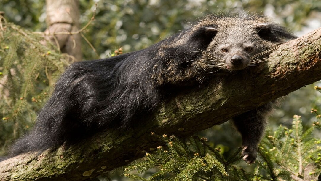 The Creature Feature 10 Fun Facts About The Binturong Or