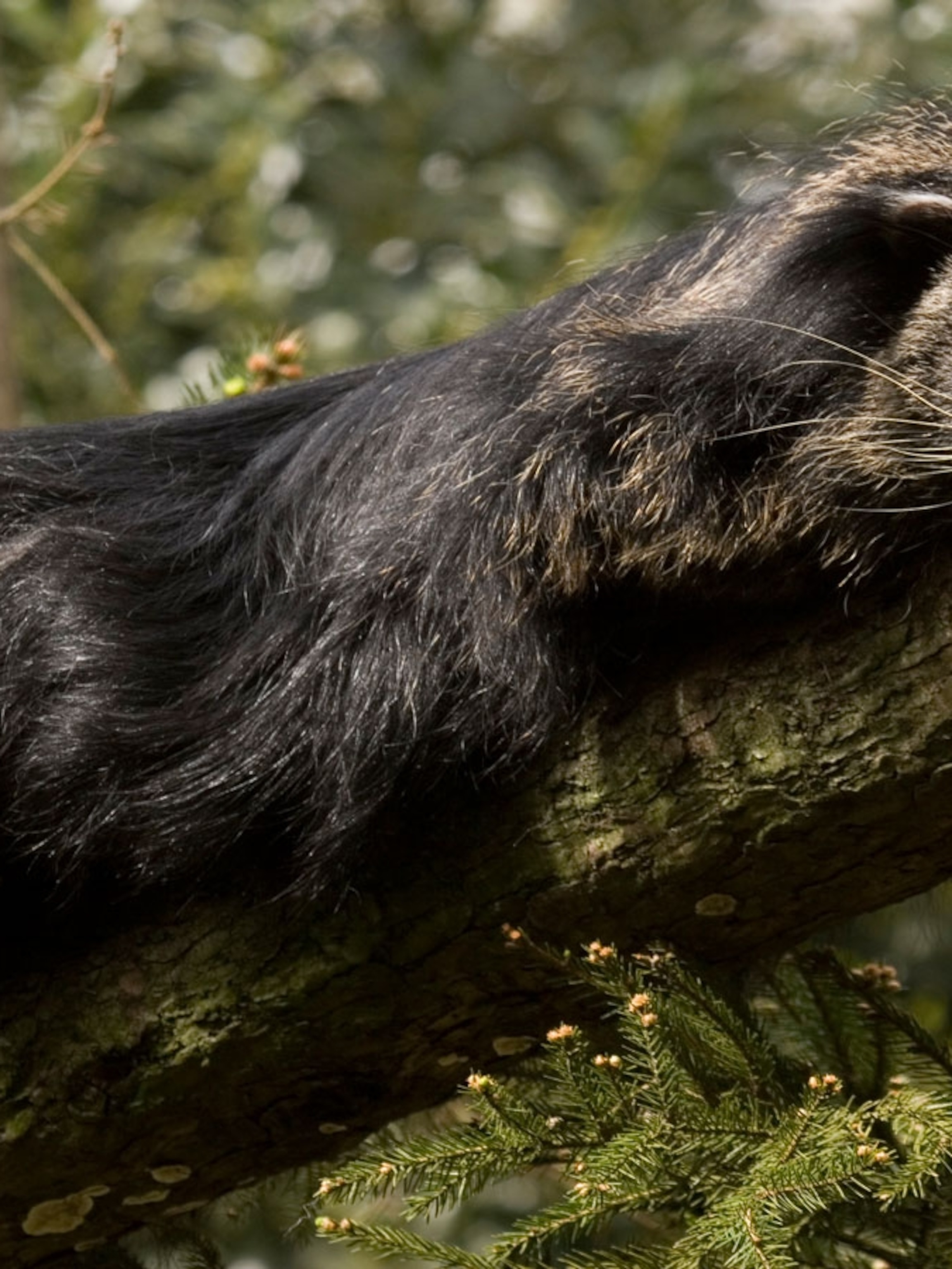 The Creature Feature 10 Fun Facts About The Binturong Or