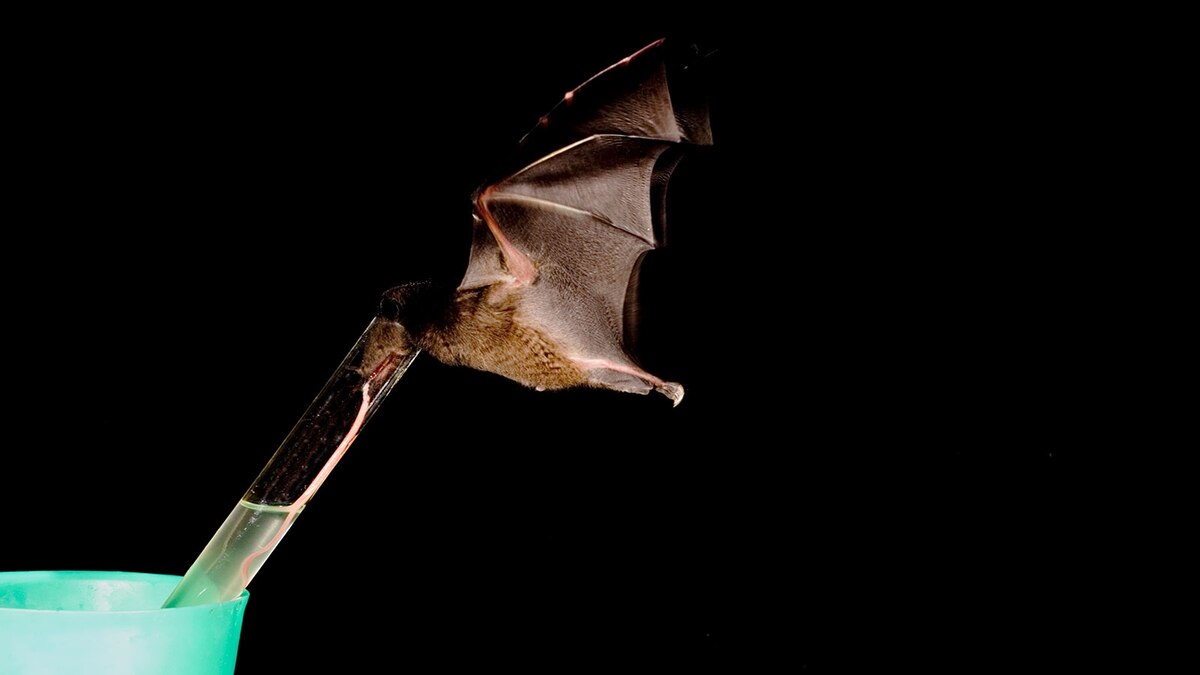 Tube-Lipped Nectar Bat