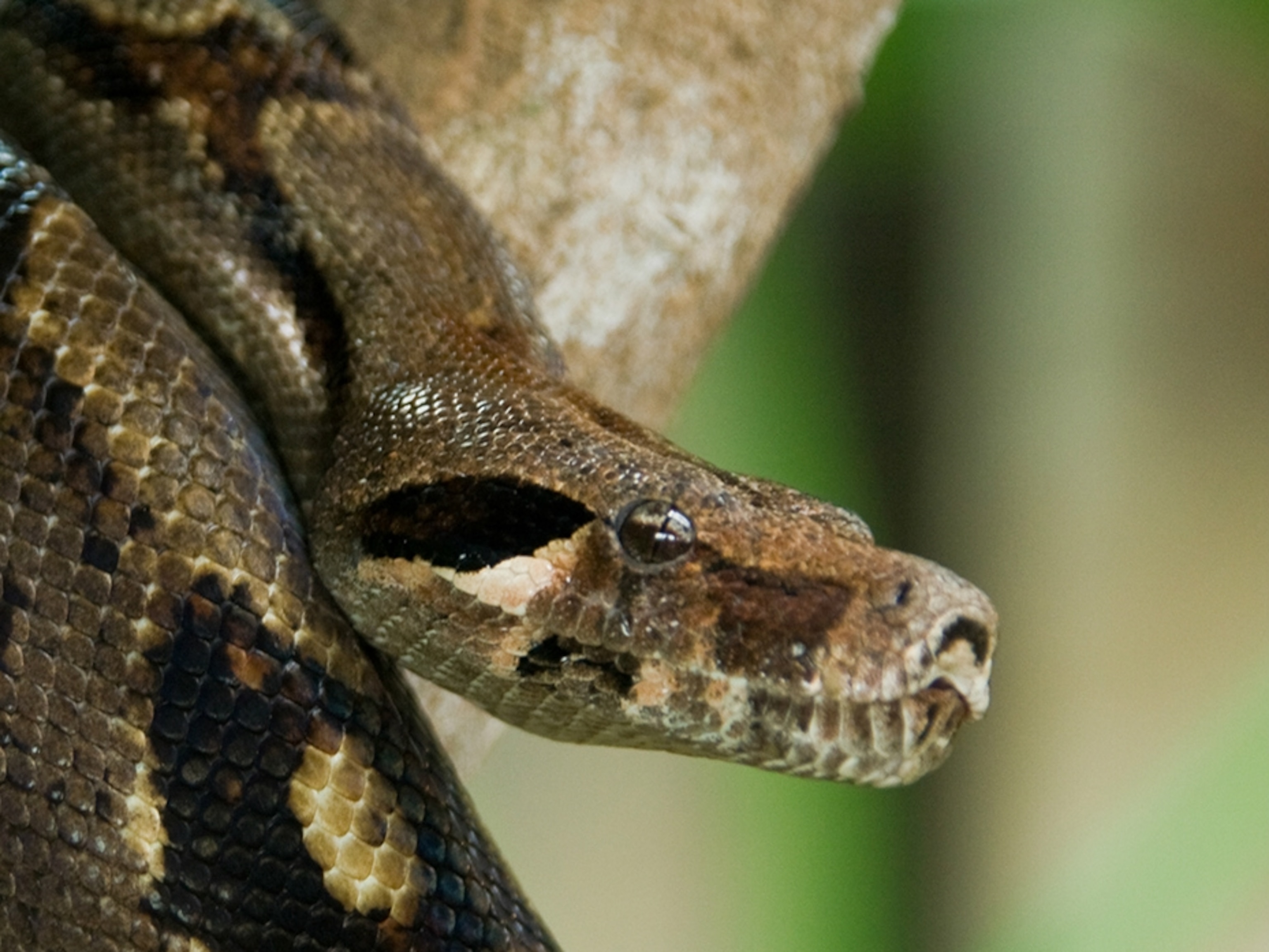 Life Cycle Of A Anaconda Science Recognizes New Species Of Giant