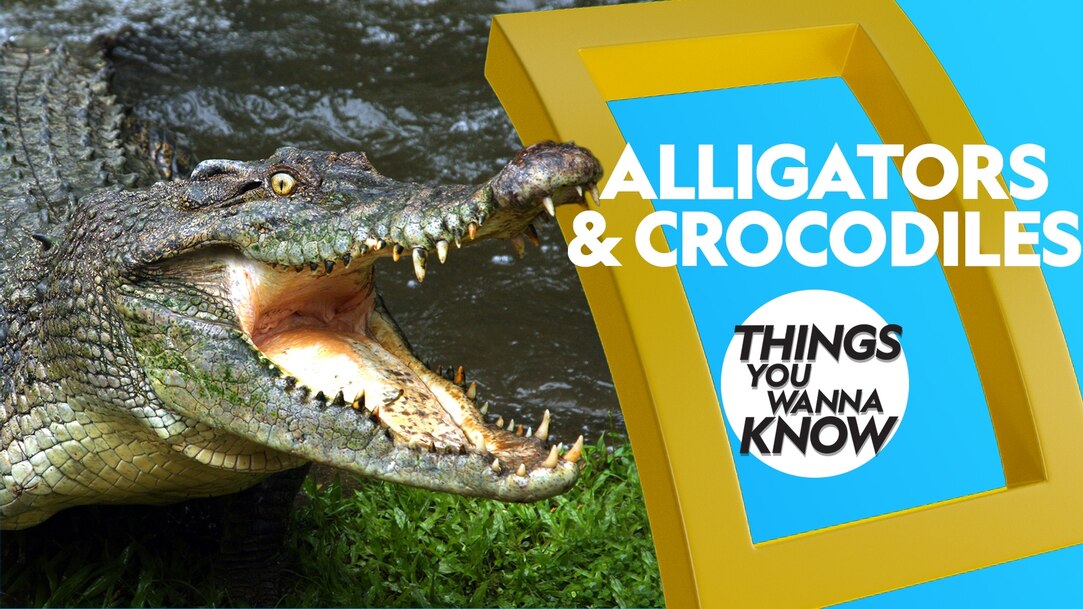 Crocodiles Vs Alligators Size
