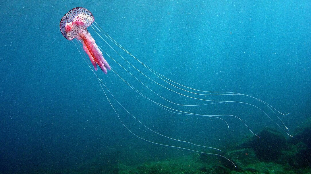 Ocean Underwater Jellyfish