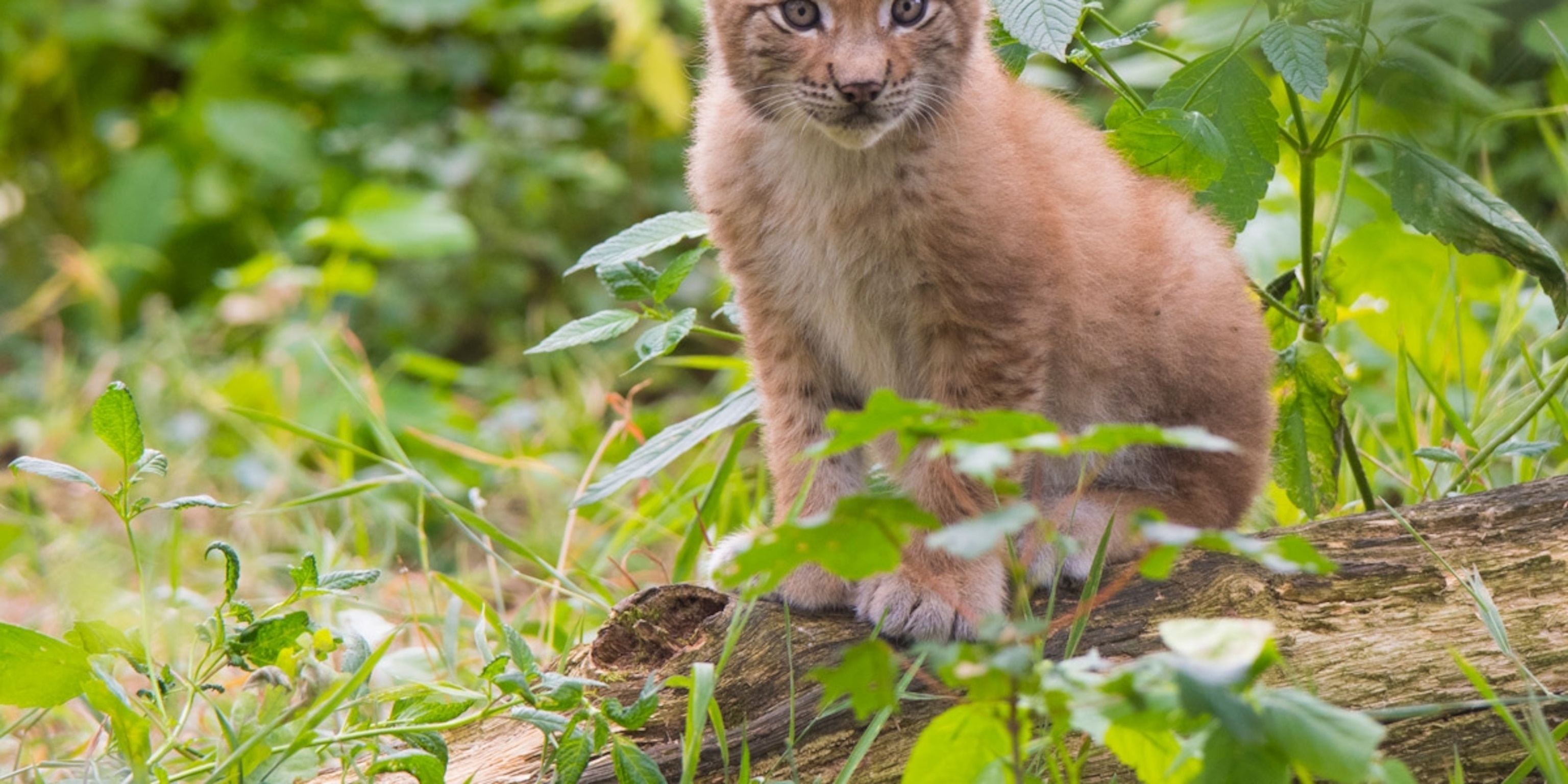 Newborn Lynx
