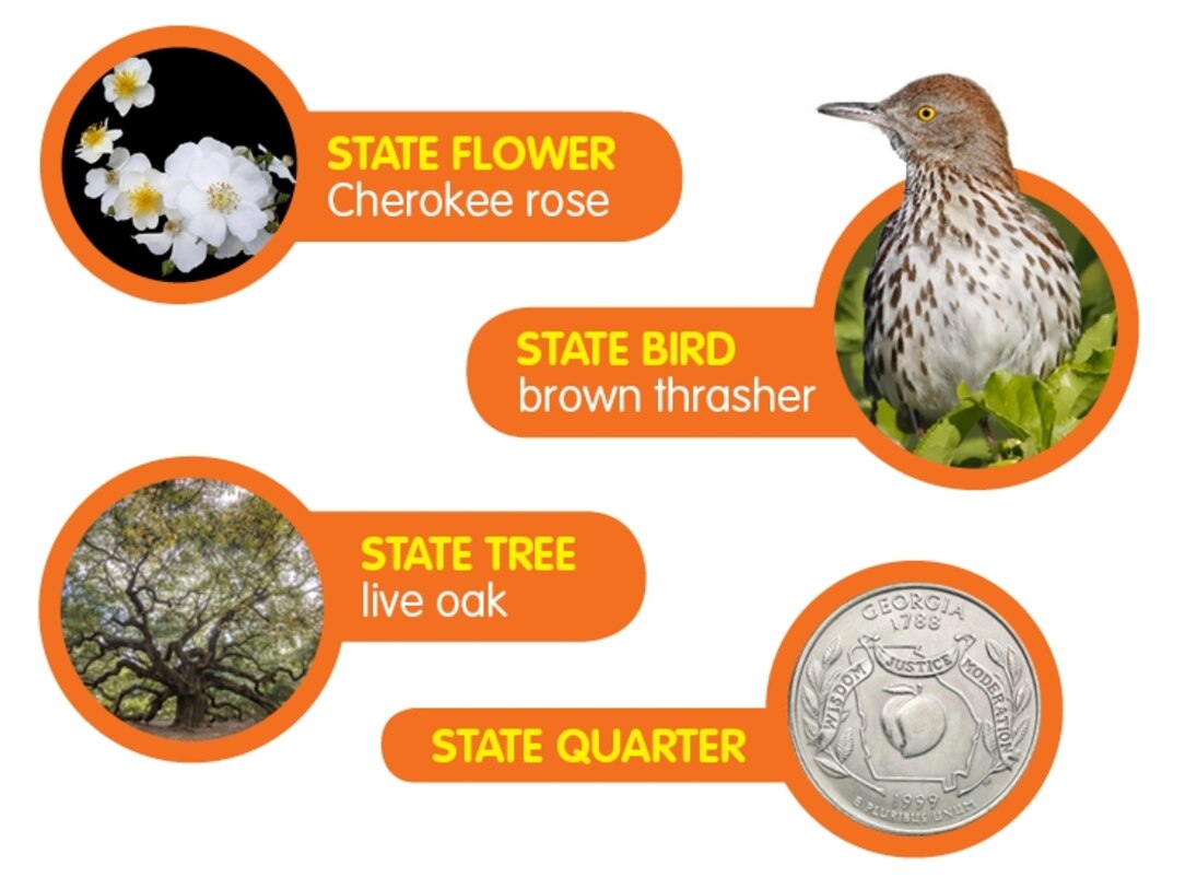 Georgia State Flower And Bird