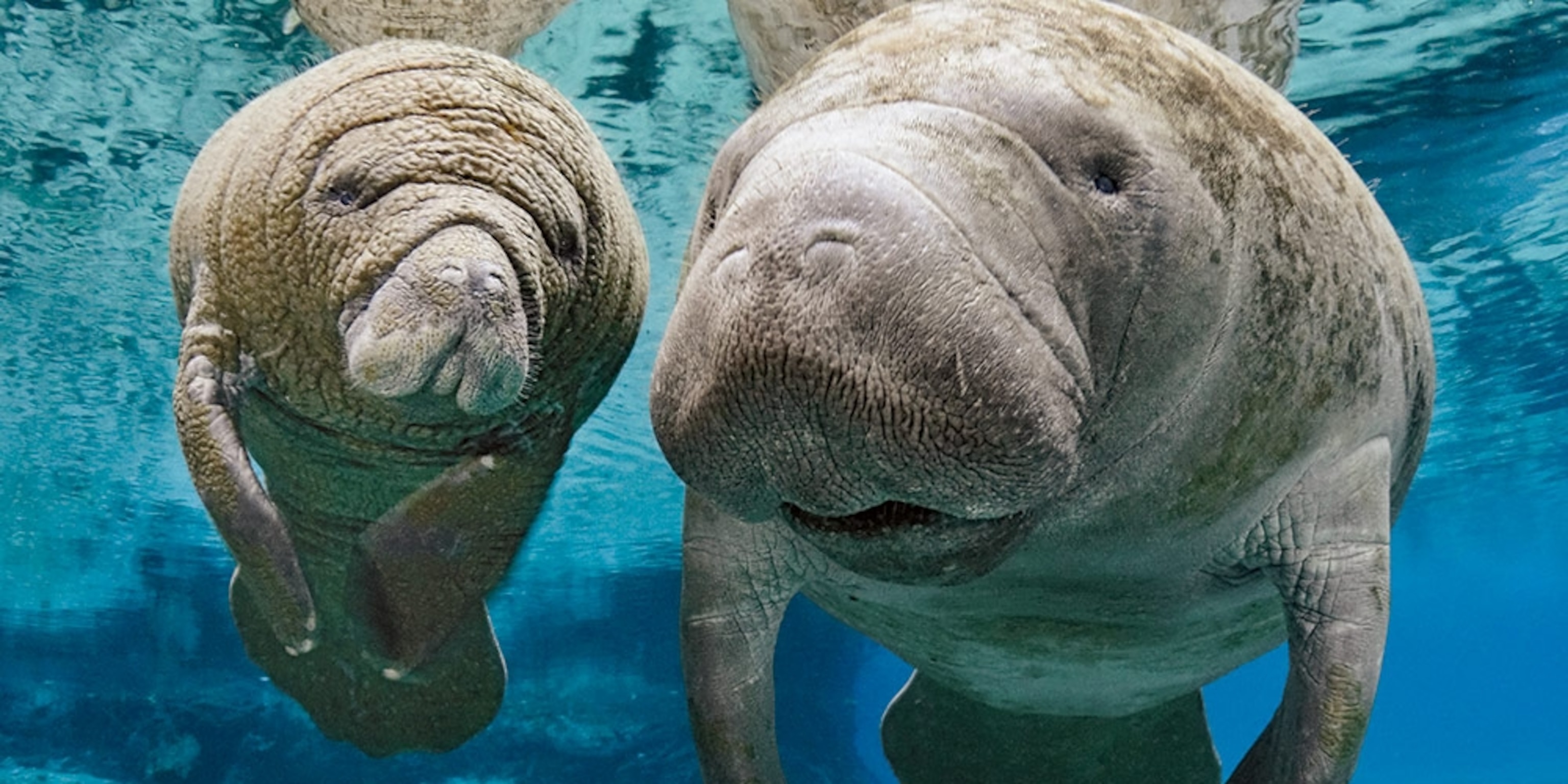 Why Are Manatees So Cute