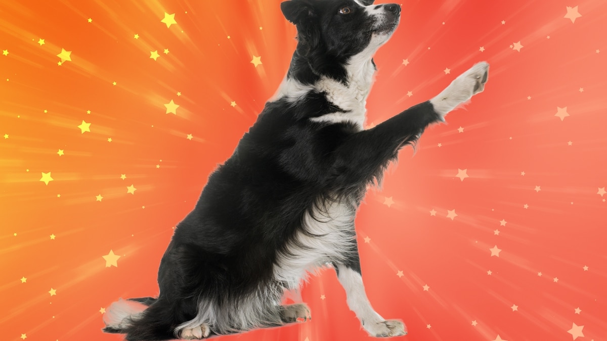 Playtime quiz | National Geographic Kids