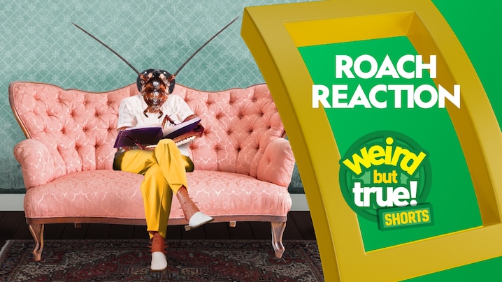 Weird But True! | National Geographic Kids